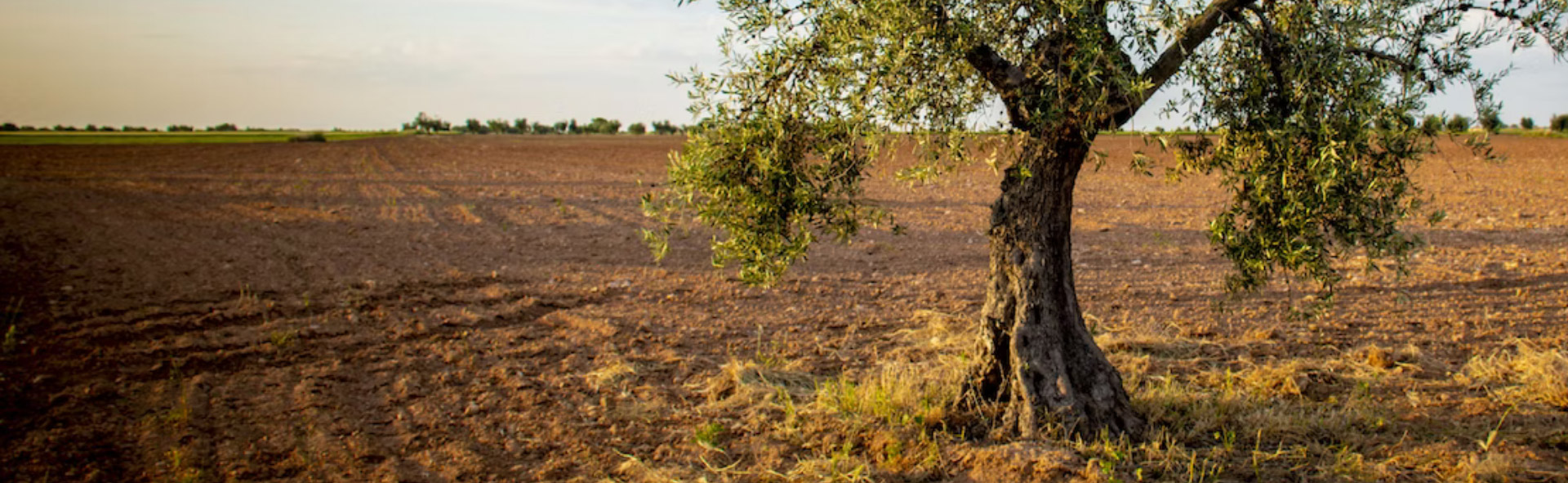 The Castellino Legacy: A story of passion and vision - Castellino